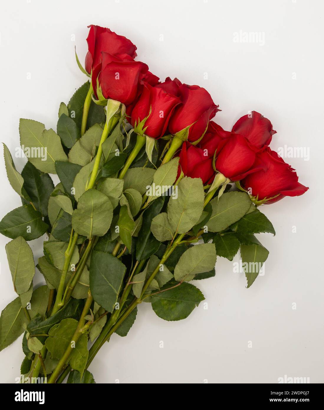 Beautiful red roses on a white background Stock Photo - Alamy