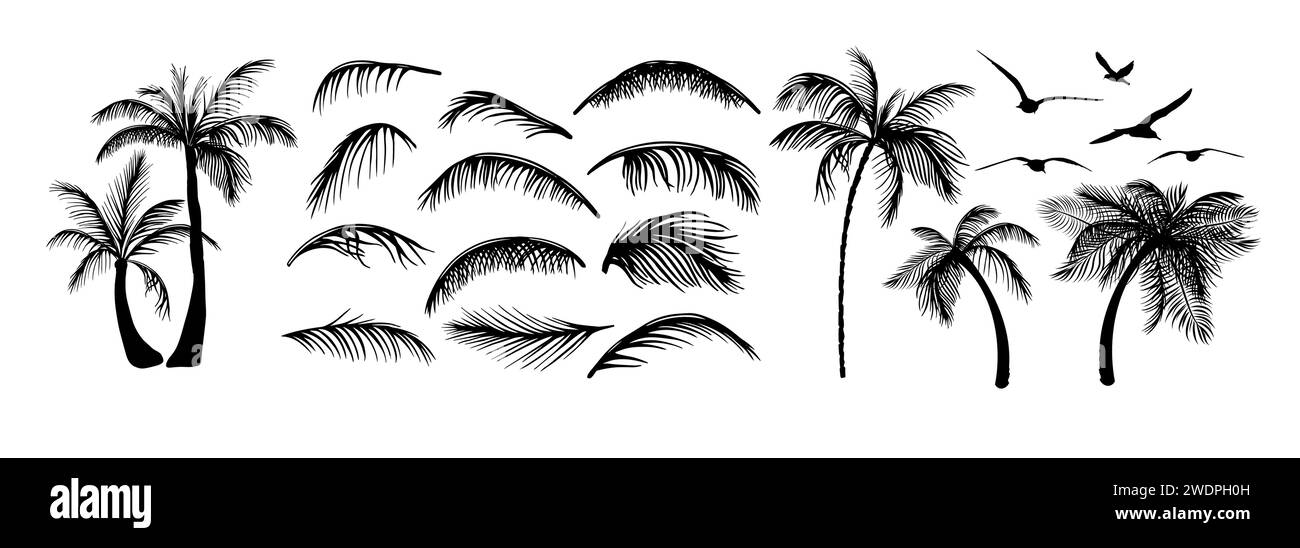 Set of palm tree elements. hand drawing. Not AI. Vector illustration ...
