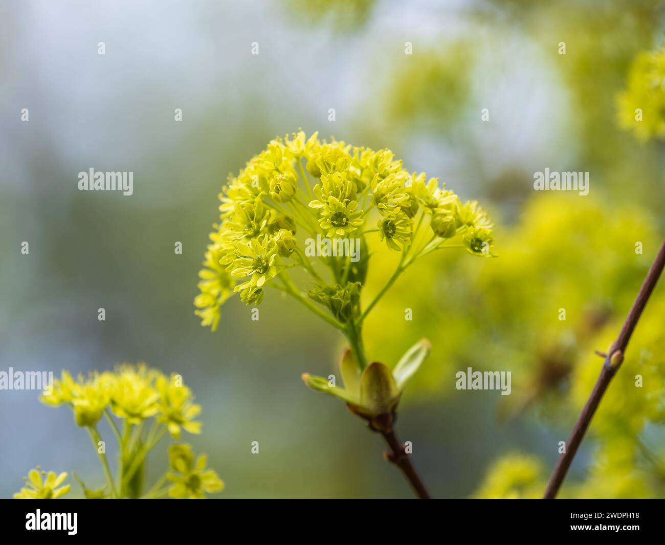 Fresh maple leaves with flowers and seeds. Spring branches of maple ...