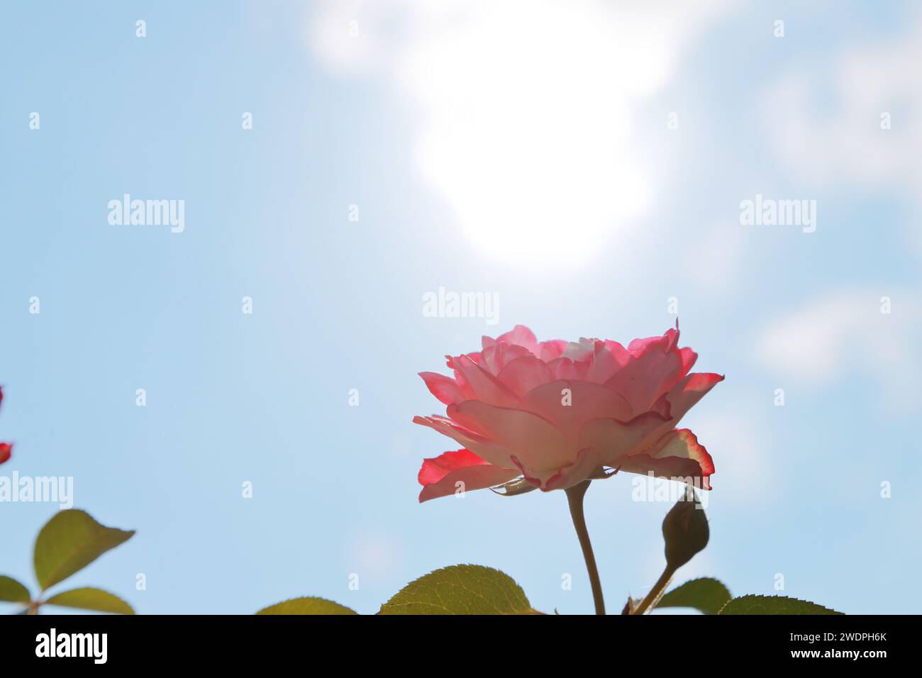 a sun flare in the top of pink rose flower Stock Photo - Alamy
