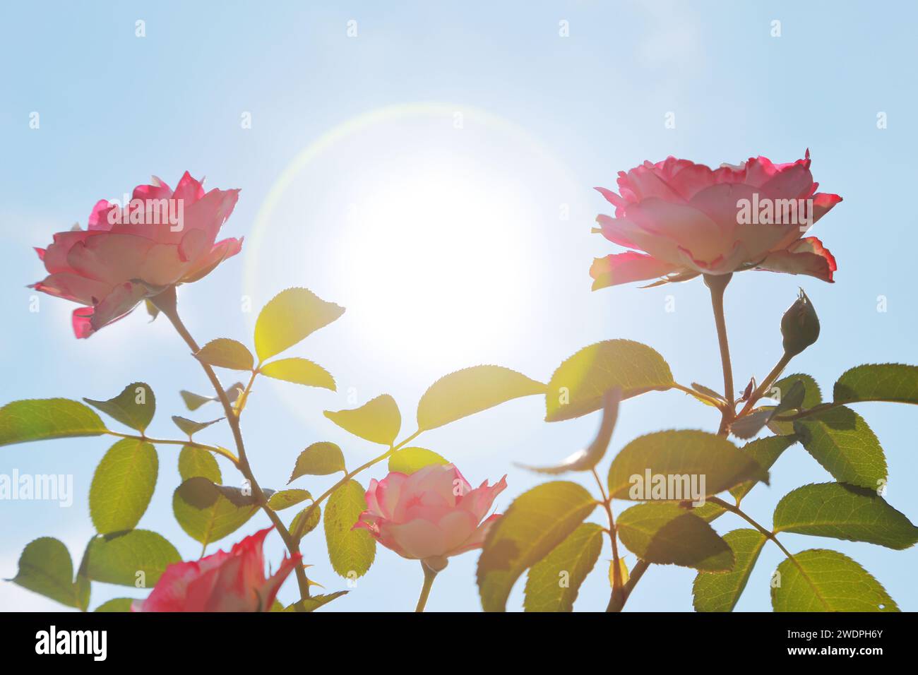 sun flare on the middle rose flower in garden Stock Photo - Alamy