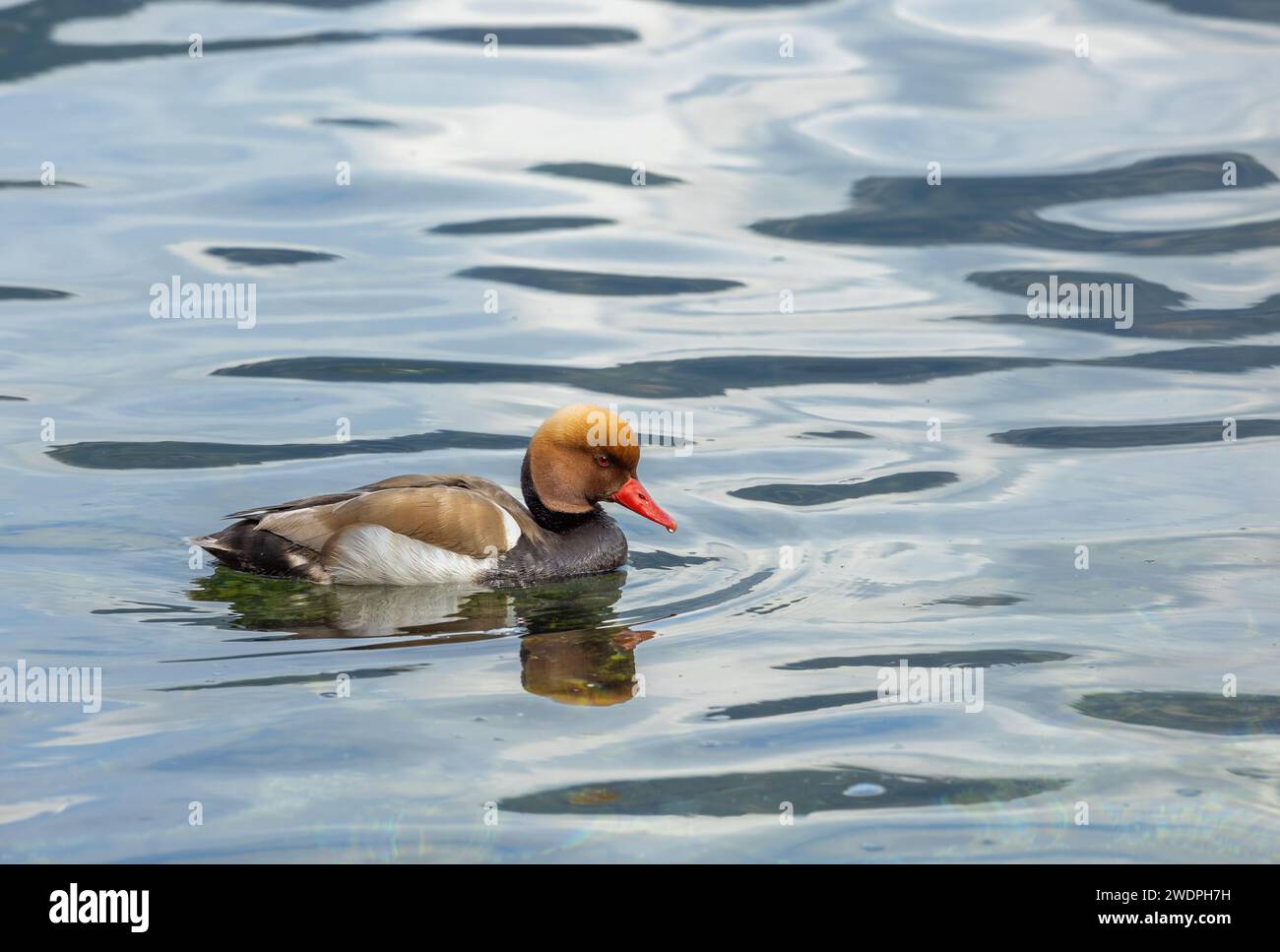 beautiful beautiful duck in an interesting pose against the background ...