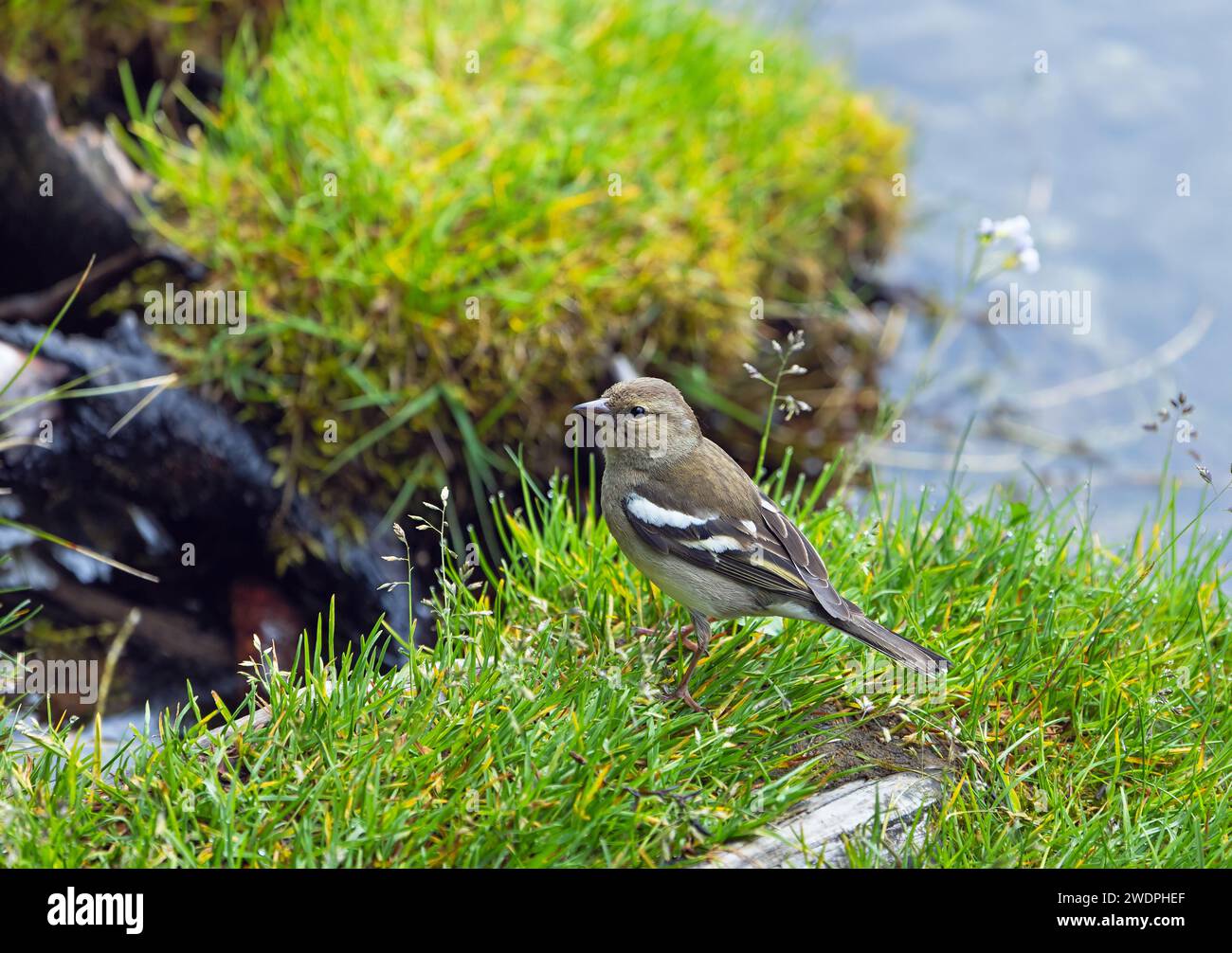 Beautiful sparrow hi-res stock photography and images - Alamy
