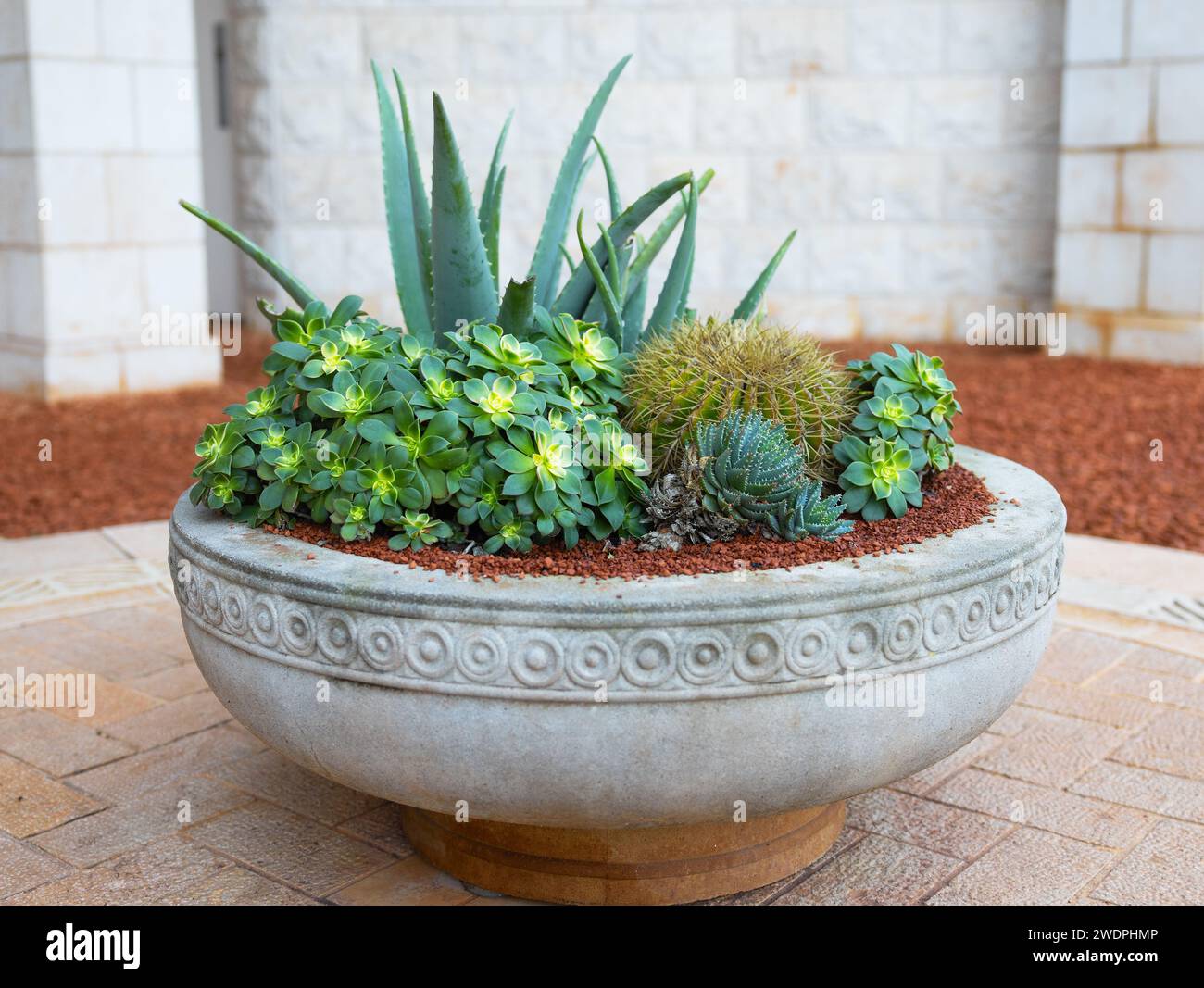 outdoor pot with beautiful cacti and plants Stock Photo - Alamy