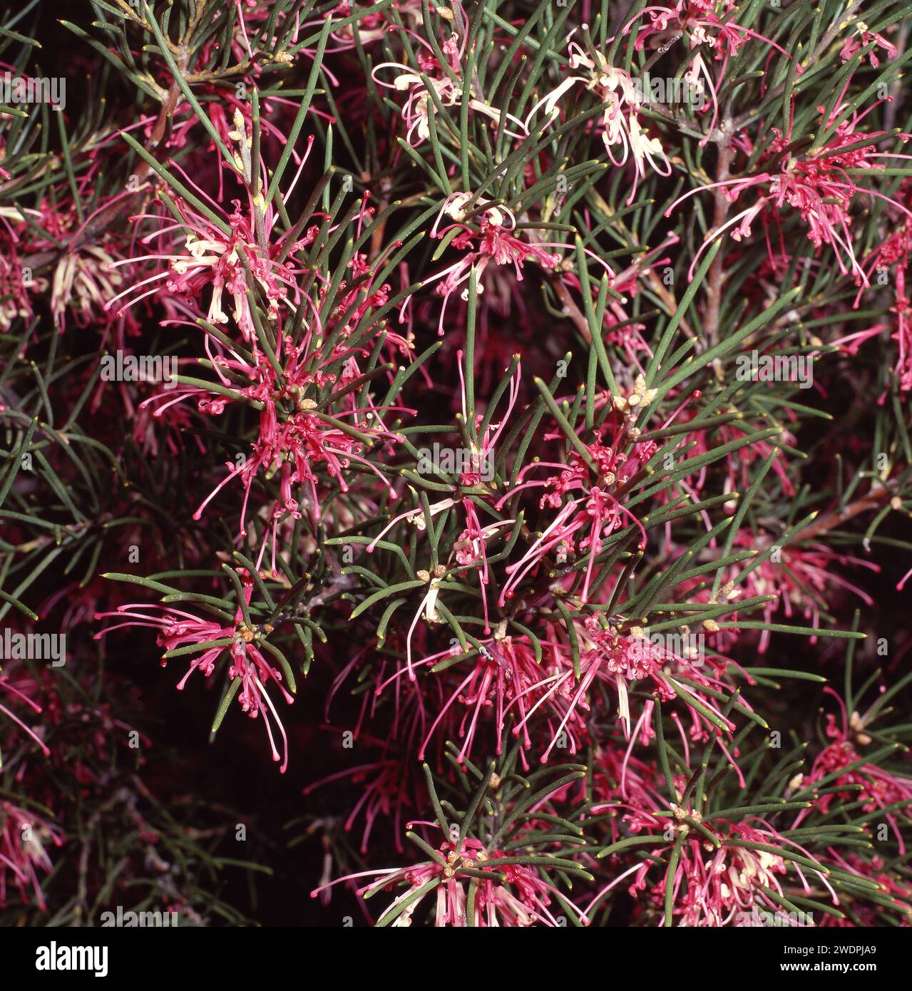 Native grevillea hi-res stock photography and images - Alamy