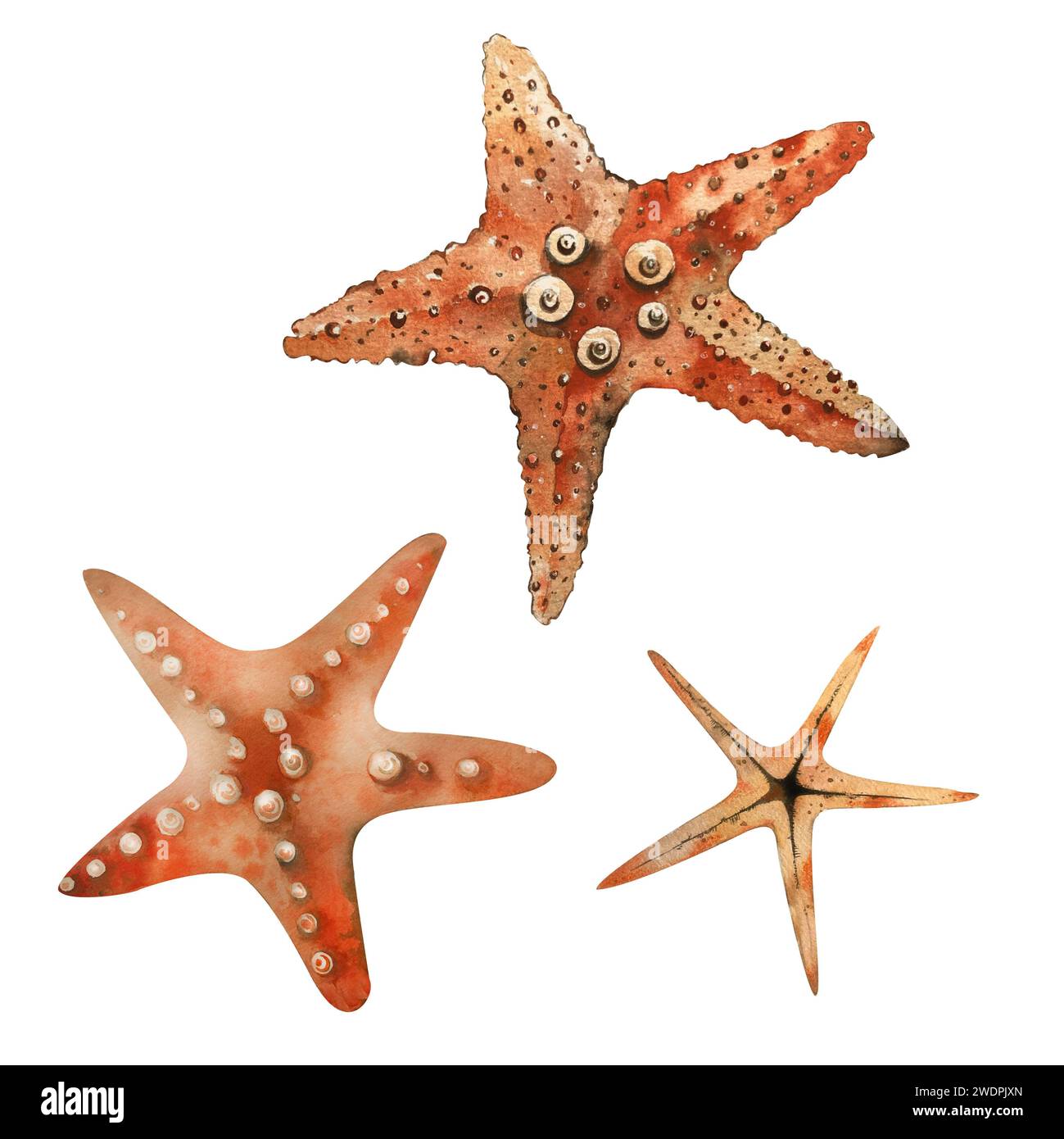 A set of starfish watercolor illustration. pacific blood star, common ...