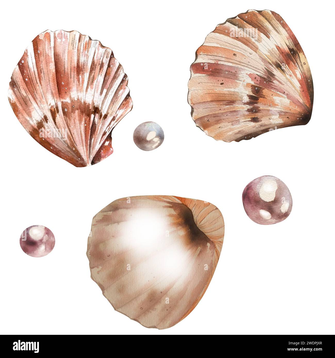 Seashell set watercolor illustration. calico scallop, pearls ...