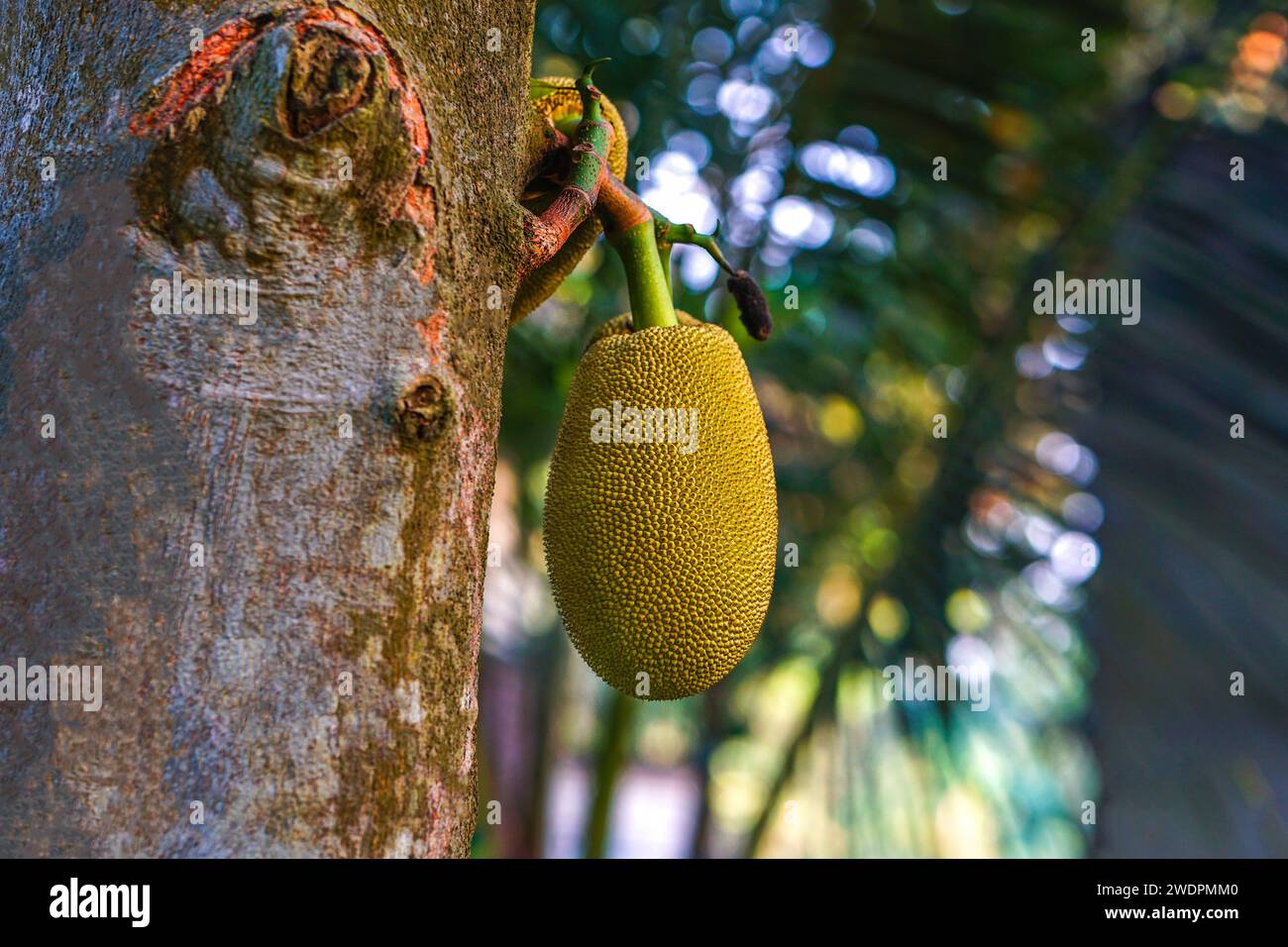 Jackfruit hanging on tree, Yellow color, Close up shot Stock Photo - Alamy