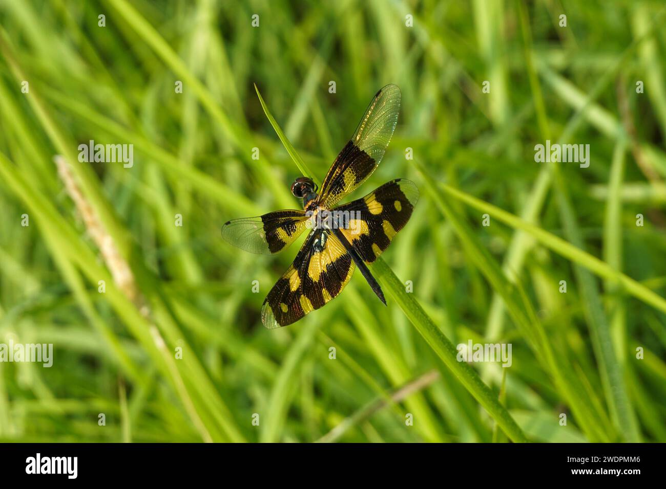 Rhyothemis variegata sitting on a plant stem (common picture wing or ...