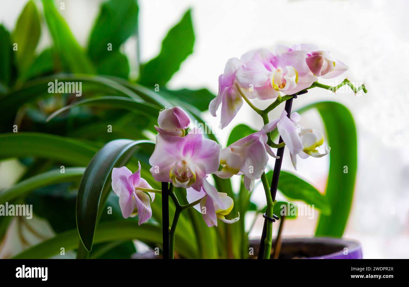 Moth orchids on windowsill - home decoration with live potted flowering ...