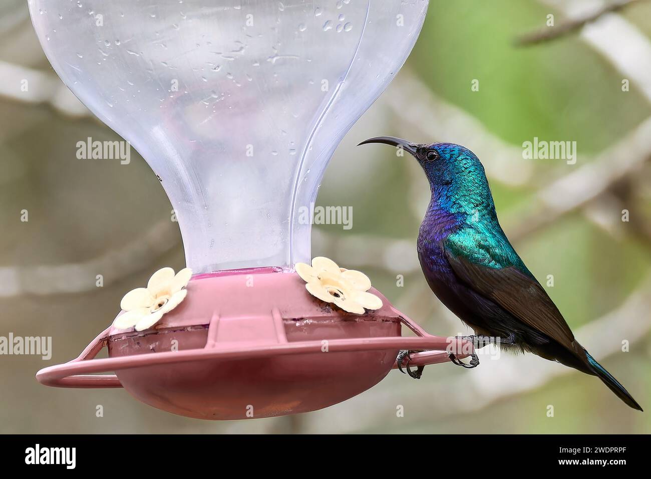 Two hummingbird bird with pink flower. hummingbirds Fiery-throated ...