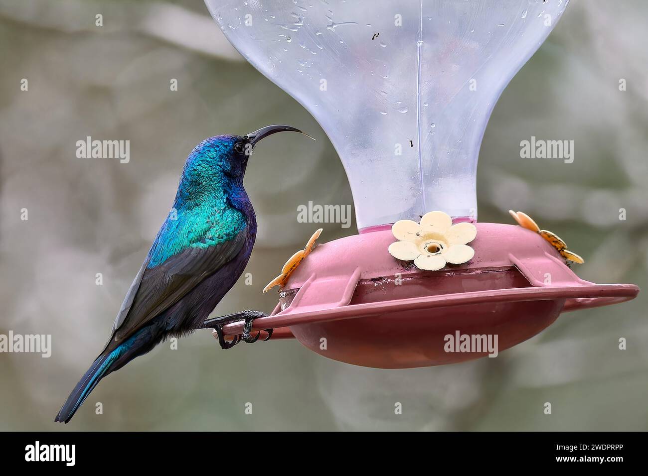 Two hummingbird bird with pink flower. hummingbirds Fiery-throated ...