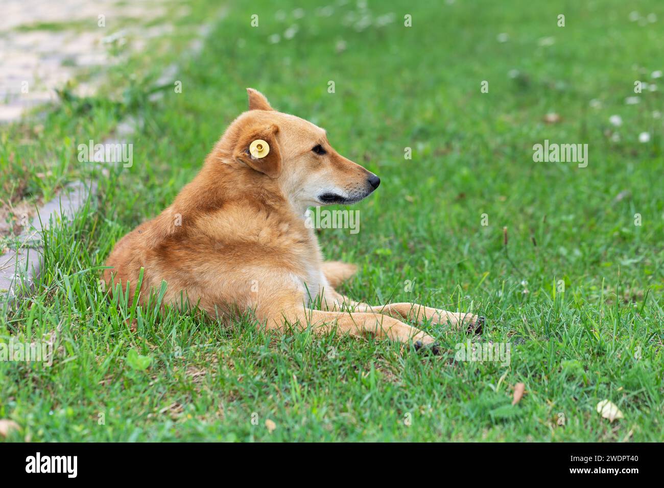 Homeless dog on green grass hi-res stock photography and images - Alamy