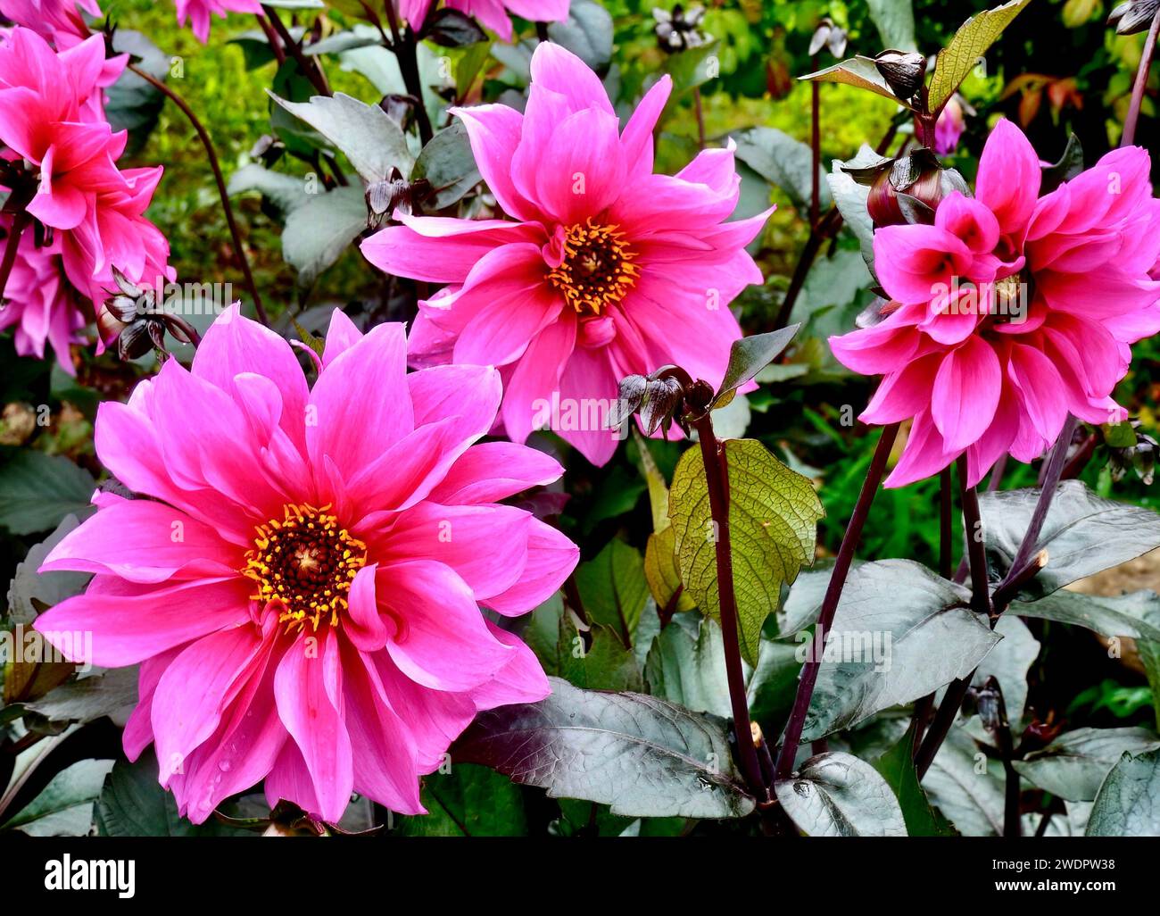 Floral fascination hi-res stock photography and images - Alamy