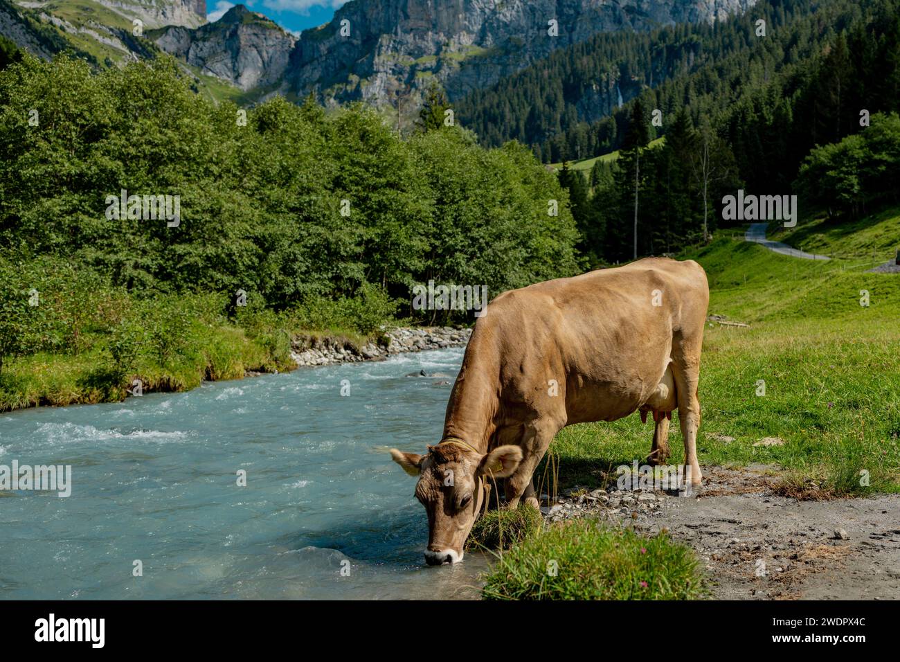 Cow drink water from mountains river Cows on green grass in a meadow ...