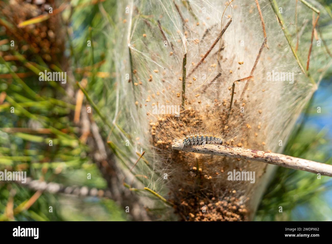 Caterpillar on spring tree hi-res stock photography and images - Alamy