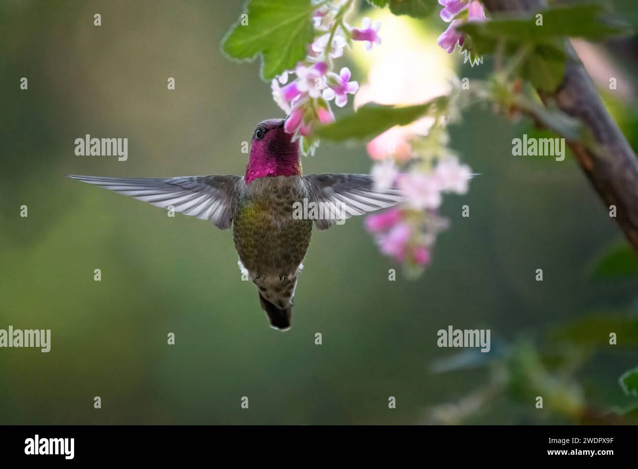Hummingbird pollination flower hi-res stock photography and images - Alamy