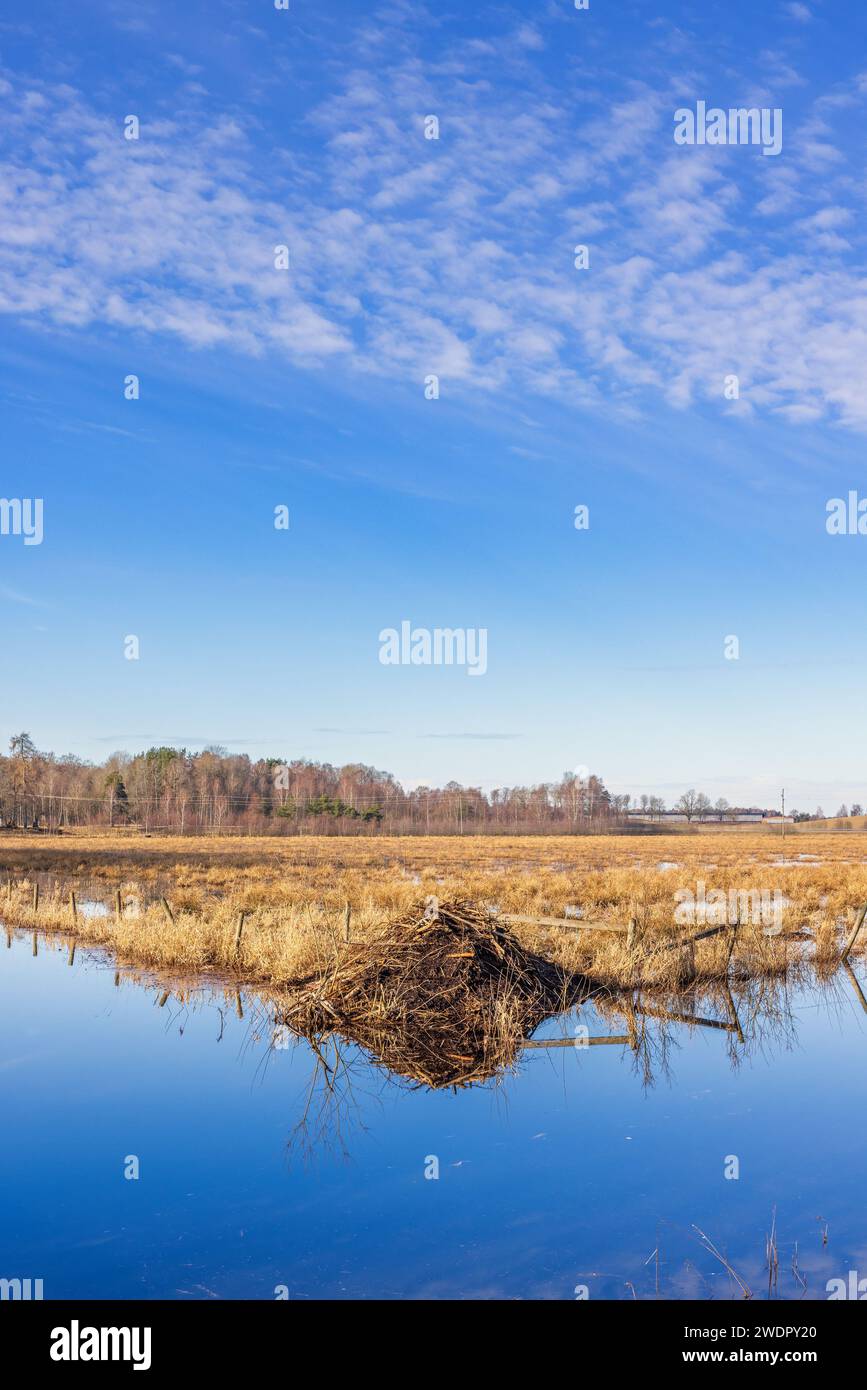 Beaver lodge by a water canal in early spring Stock Photo - Alamy