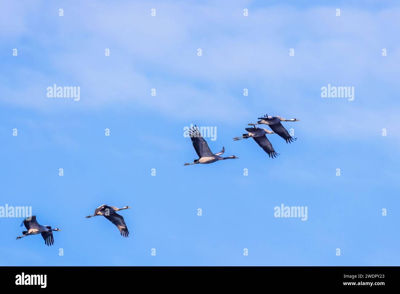 Flying crane hi-res stock photography and images - Alamy