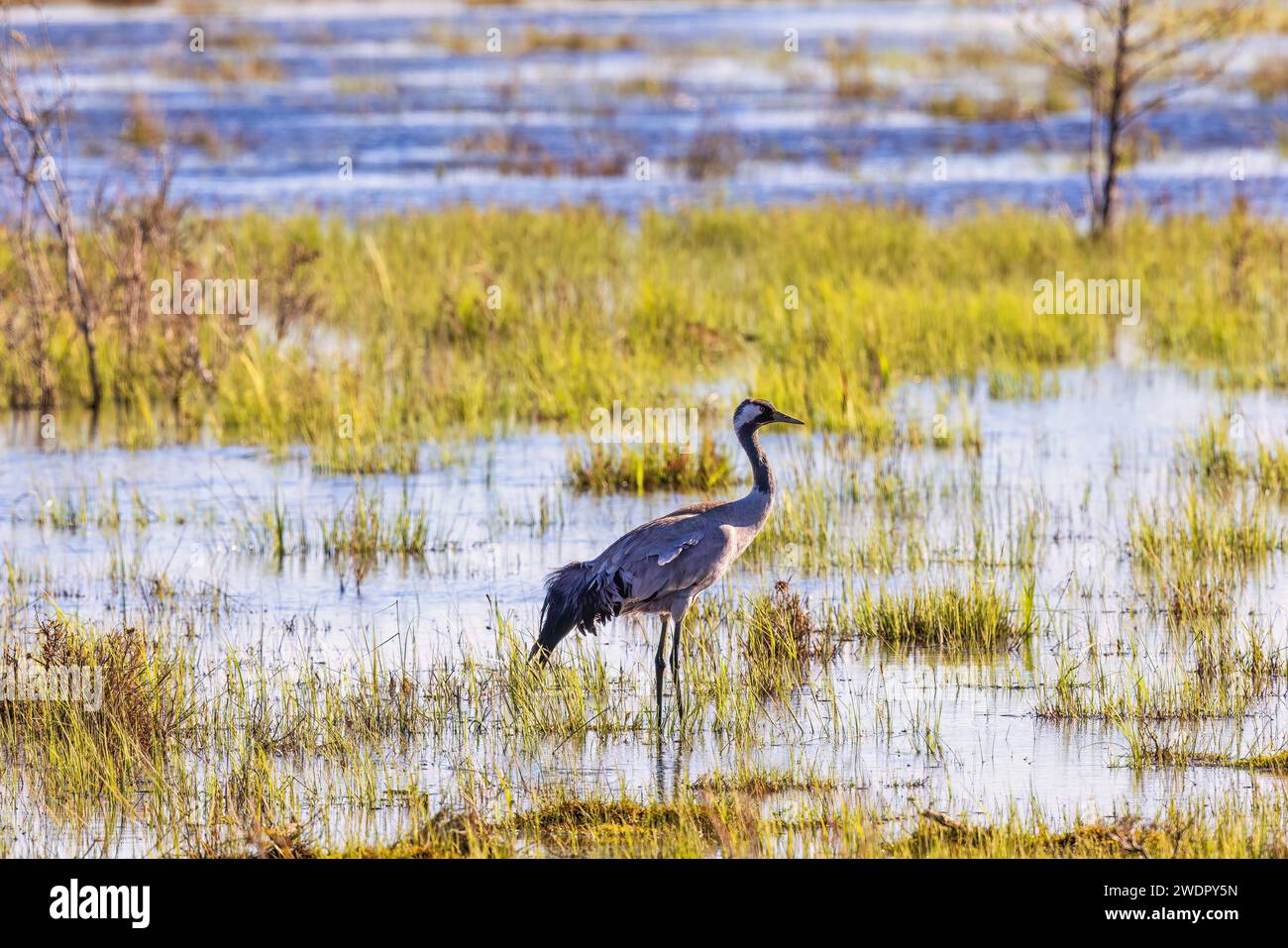 Landscape wetland wildlife hi-res stock photography and images - Alamy