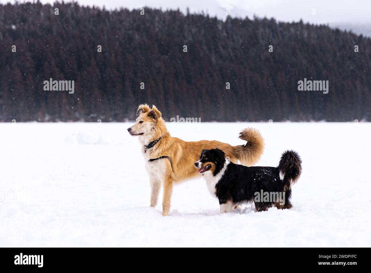 Happy dogs playing in the snow with alpine mountain backdrop, Aussie ...