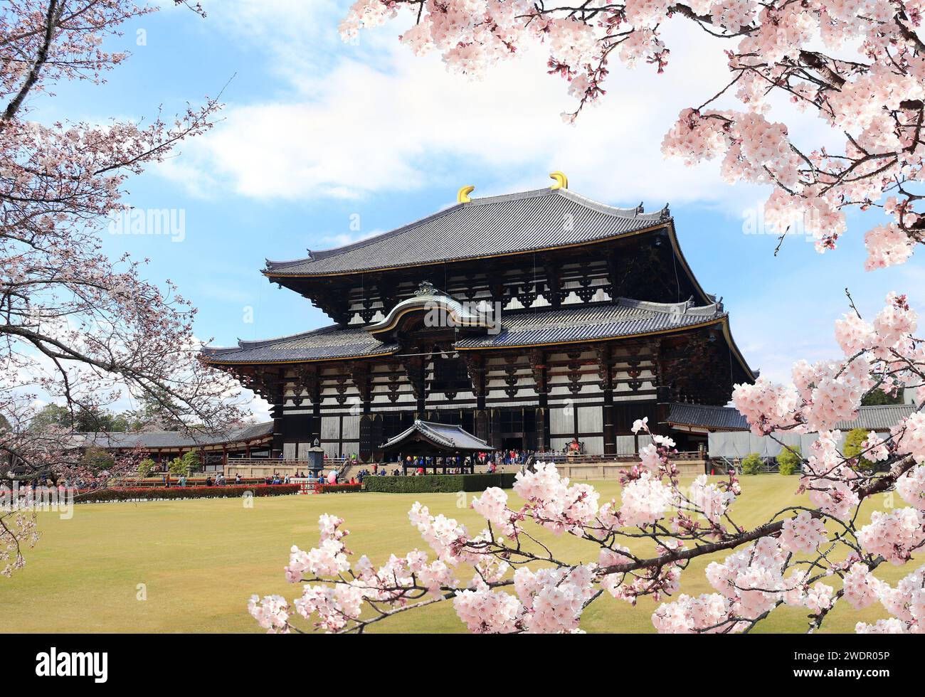 Todaiji Temple and blooming sakura branches. Great Eastern Temple, one ...
