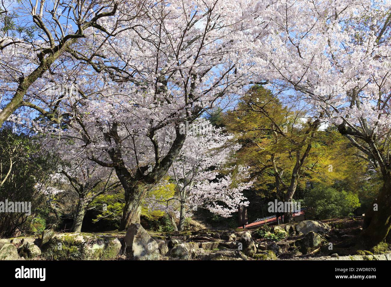 Sakura blossom trees, sacred Miyajima island, Japan. Spring flowering ...