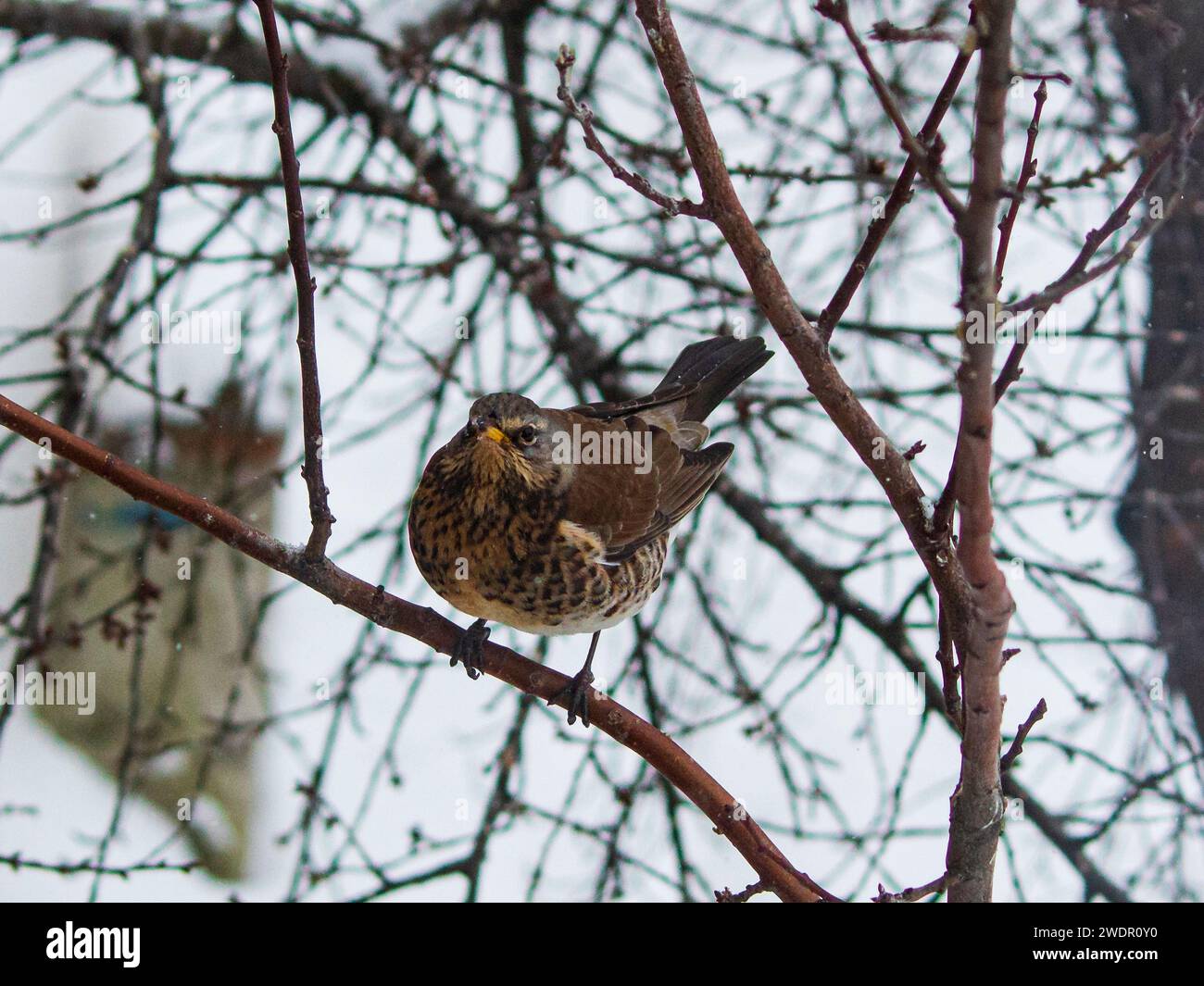 Fieldfare thrush flew to people in search of food Stock Photo - Alamy