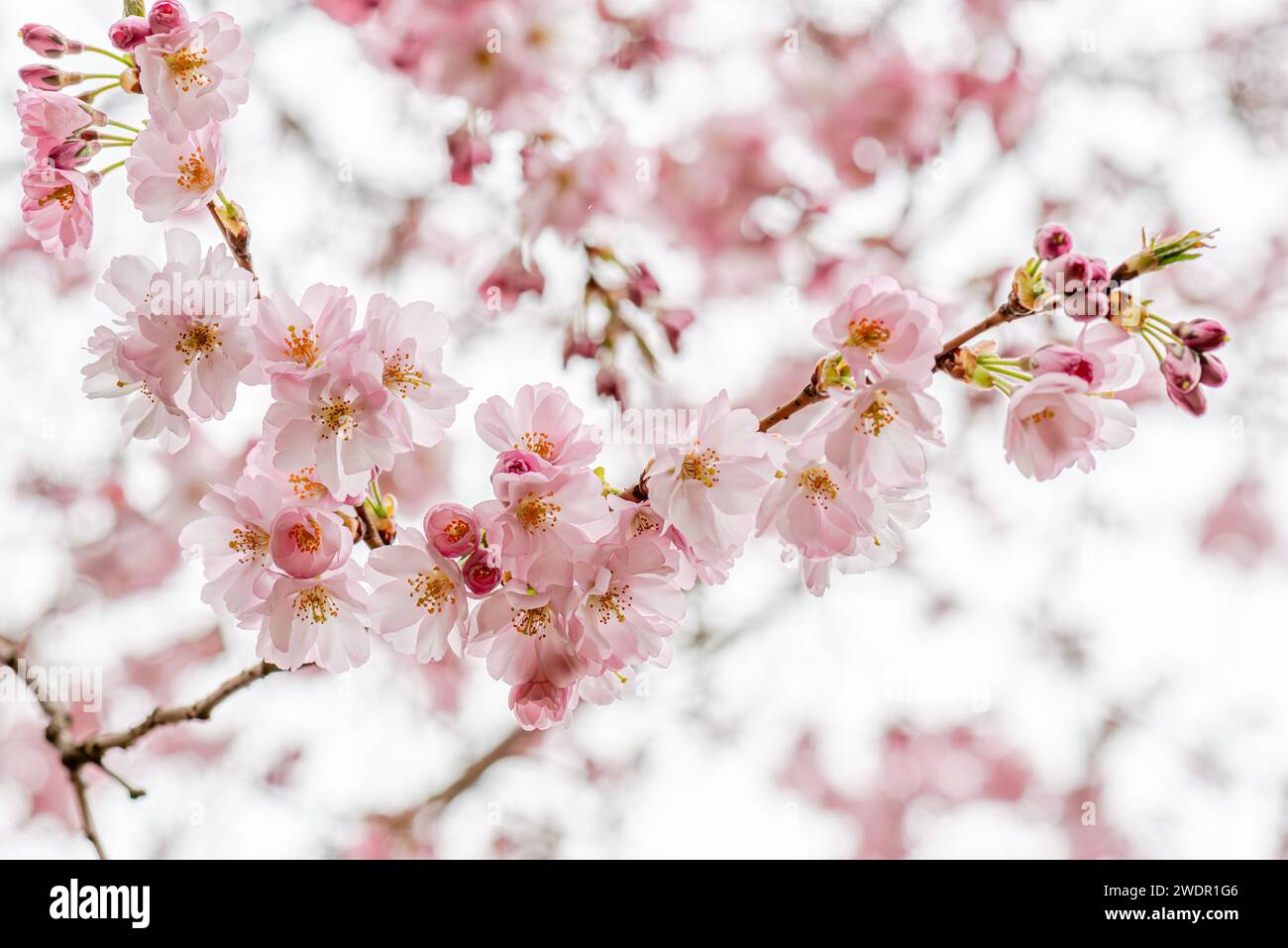 sakura blossom wallpaper spring time Stock Photo - Alamy