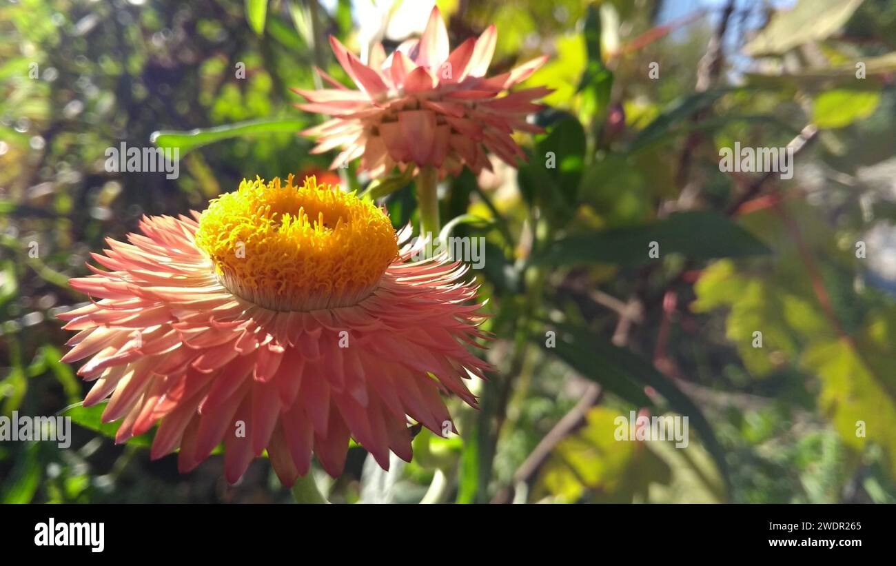 Vibrant green shrub close hi-res stock photography and images - Alamy