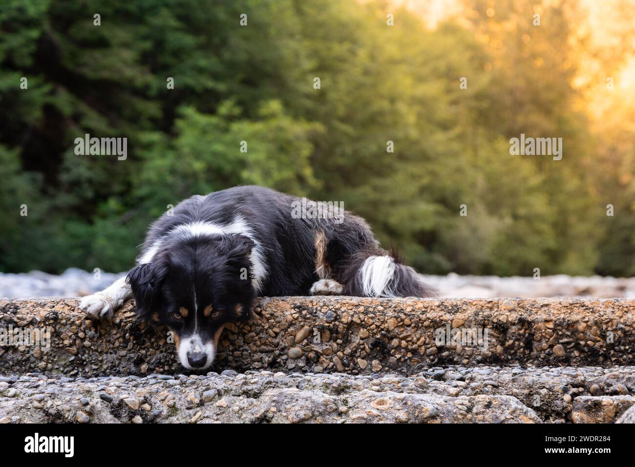 Happy cute Aussie Shepard dog near a beautiful forest river, smiling ...