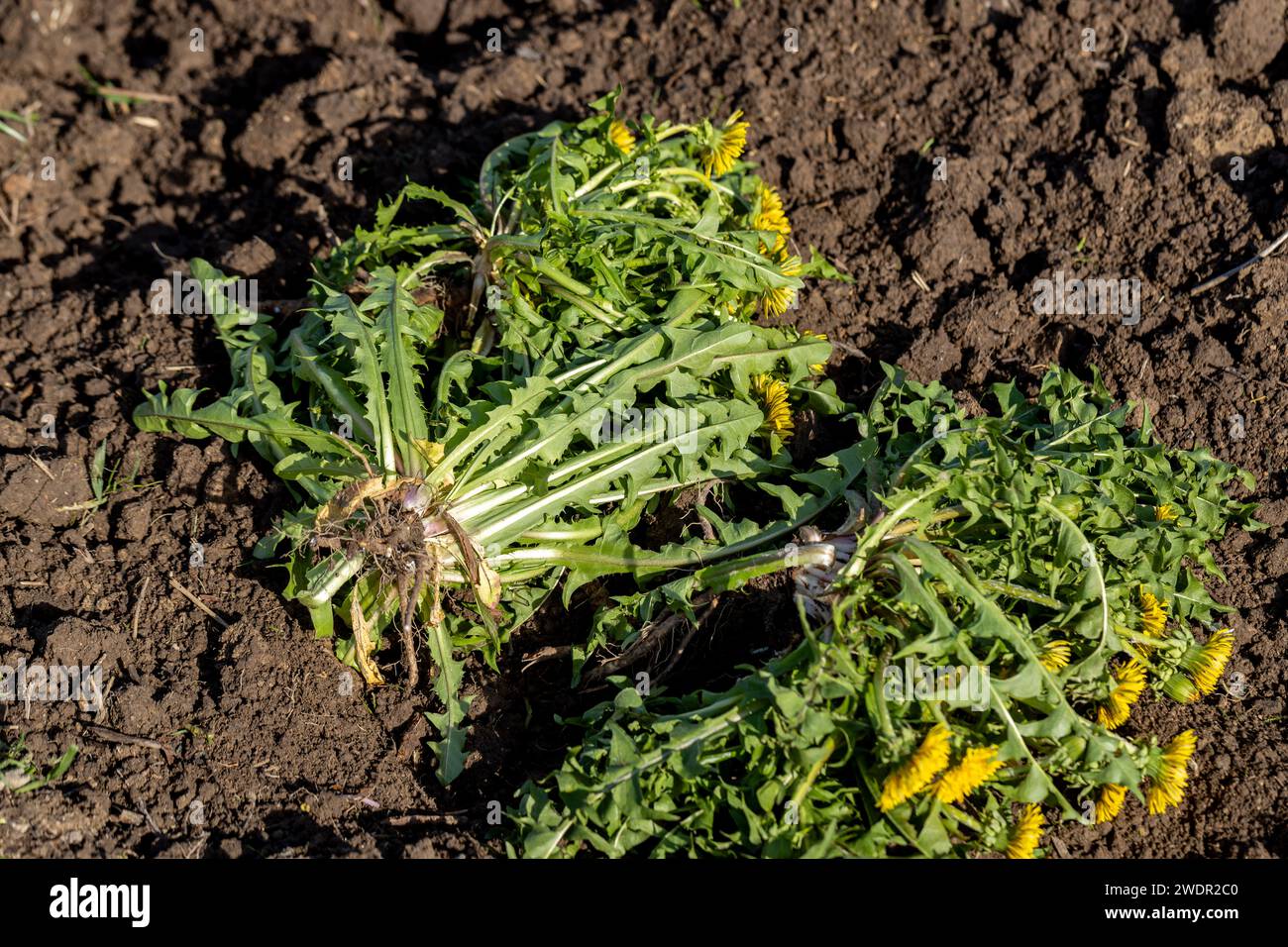 Garden bed maintenance weed control hi-res stock photography and images ...