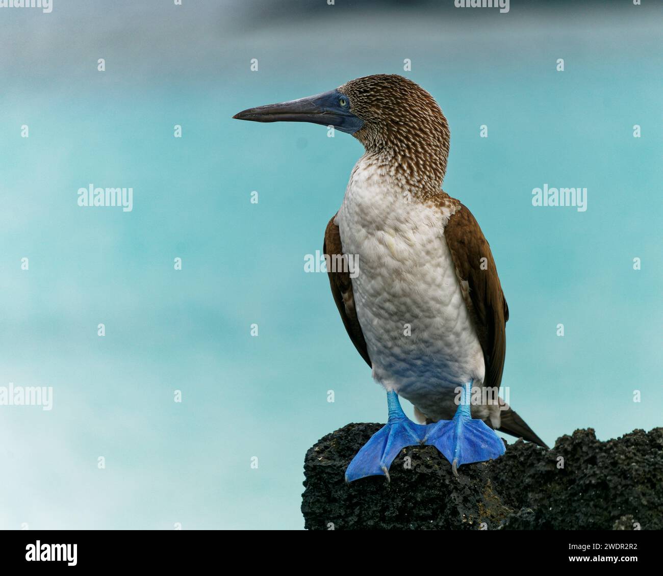 A Blue-footed booby on San Cristobal island, a marine bird native to ...