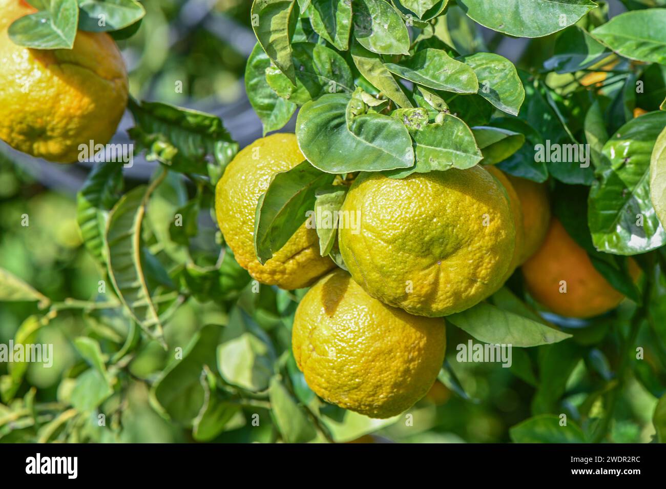 oranges ripen in an orange garden in the Mediterranean 20 Stock Photo ...