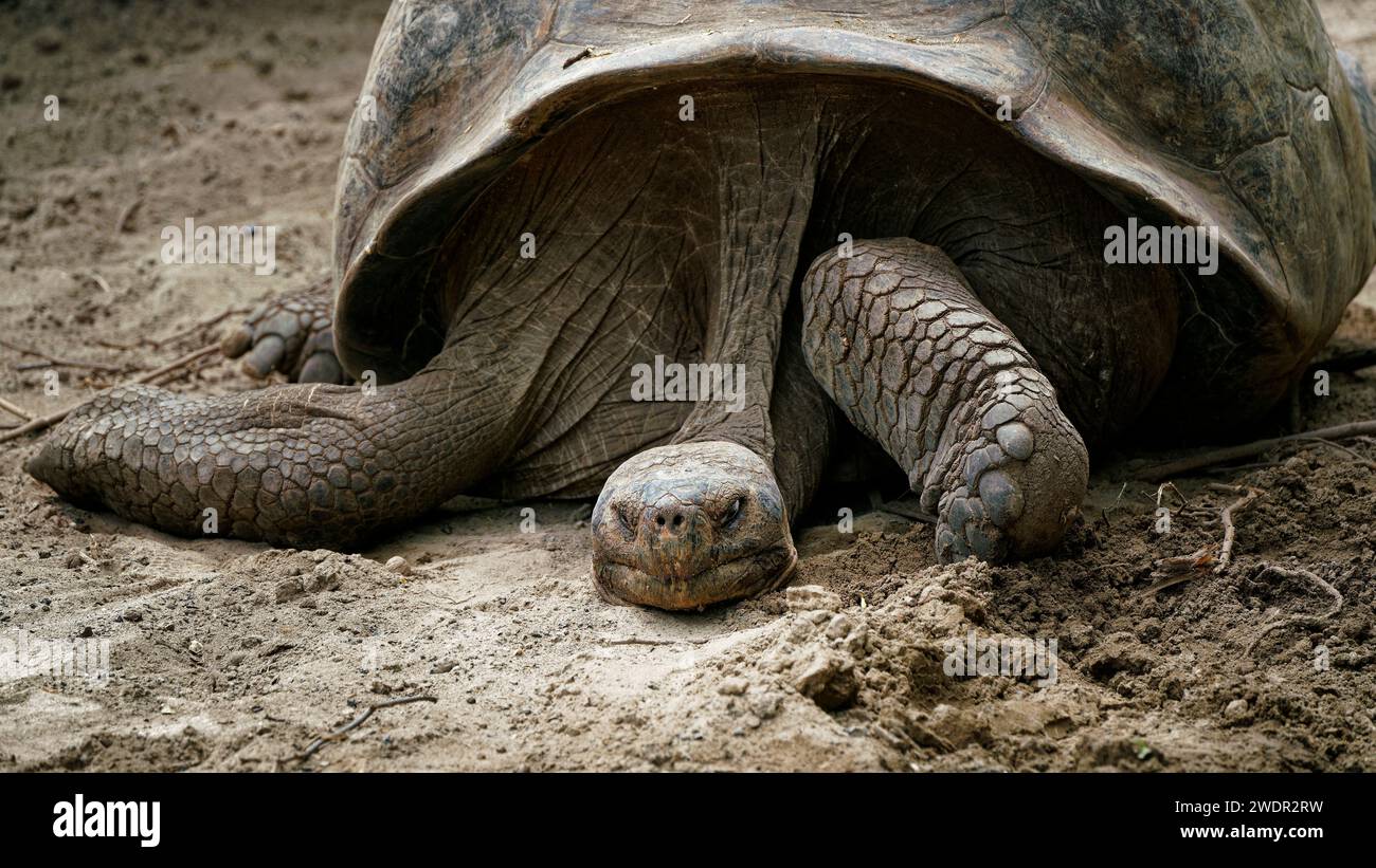 A giant Espanola tortoise looking tired in the heat of the day ...