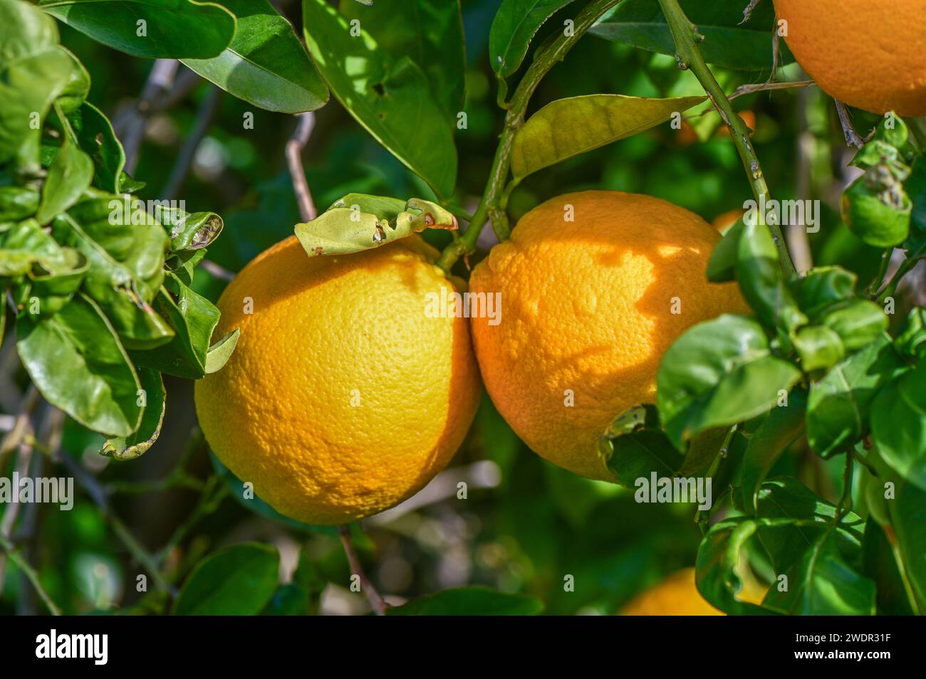 oranges ripen in an orange garden in the Mediterranean 17 Stock Photo ...