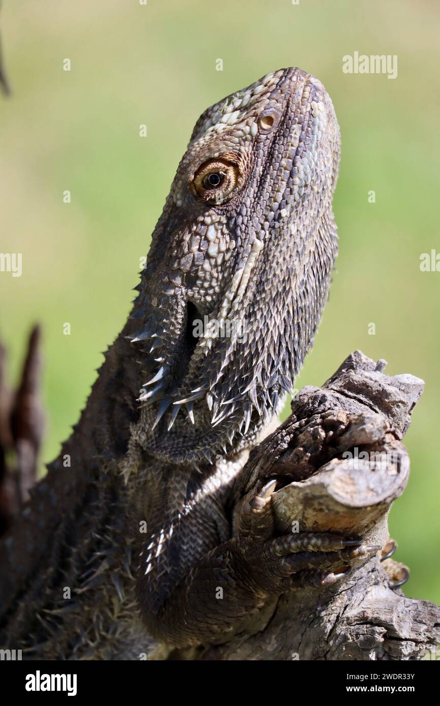 Aussie dragon hi-res stock photography and images - Alamy