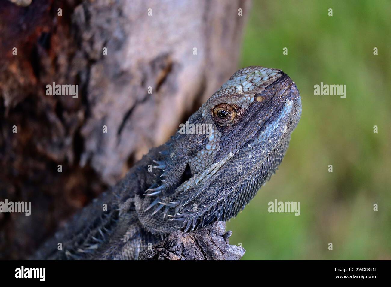 Eastern Bearded Dragon NSW Stock Photo - Alamy