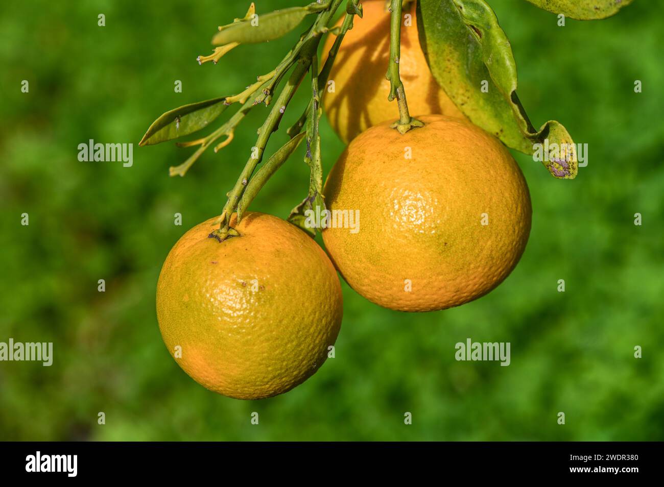 oranges ripen in an orange garden in the Mediterranean 8 Stock Photo ...