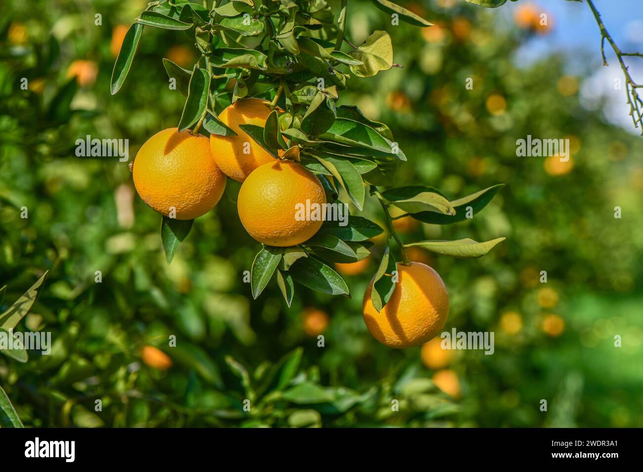 oranges ripen in an orange garden in the Mediterranean 15 Stock Photo ...