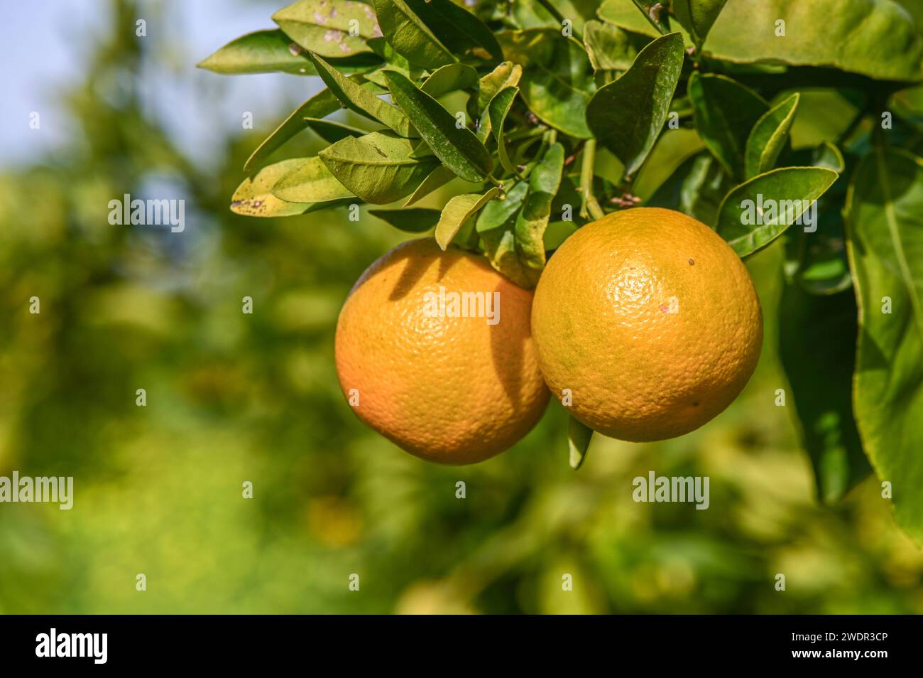 oranges ripen in an orange garden in the Mediterranean 7 Stock Photo ...