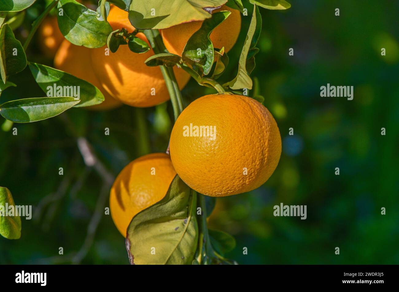 oranges ripen in an orange garden in the Mediterranean 6 Stock Photo ...