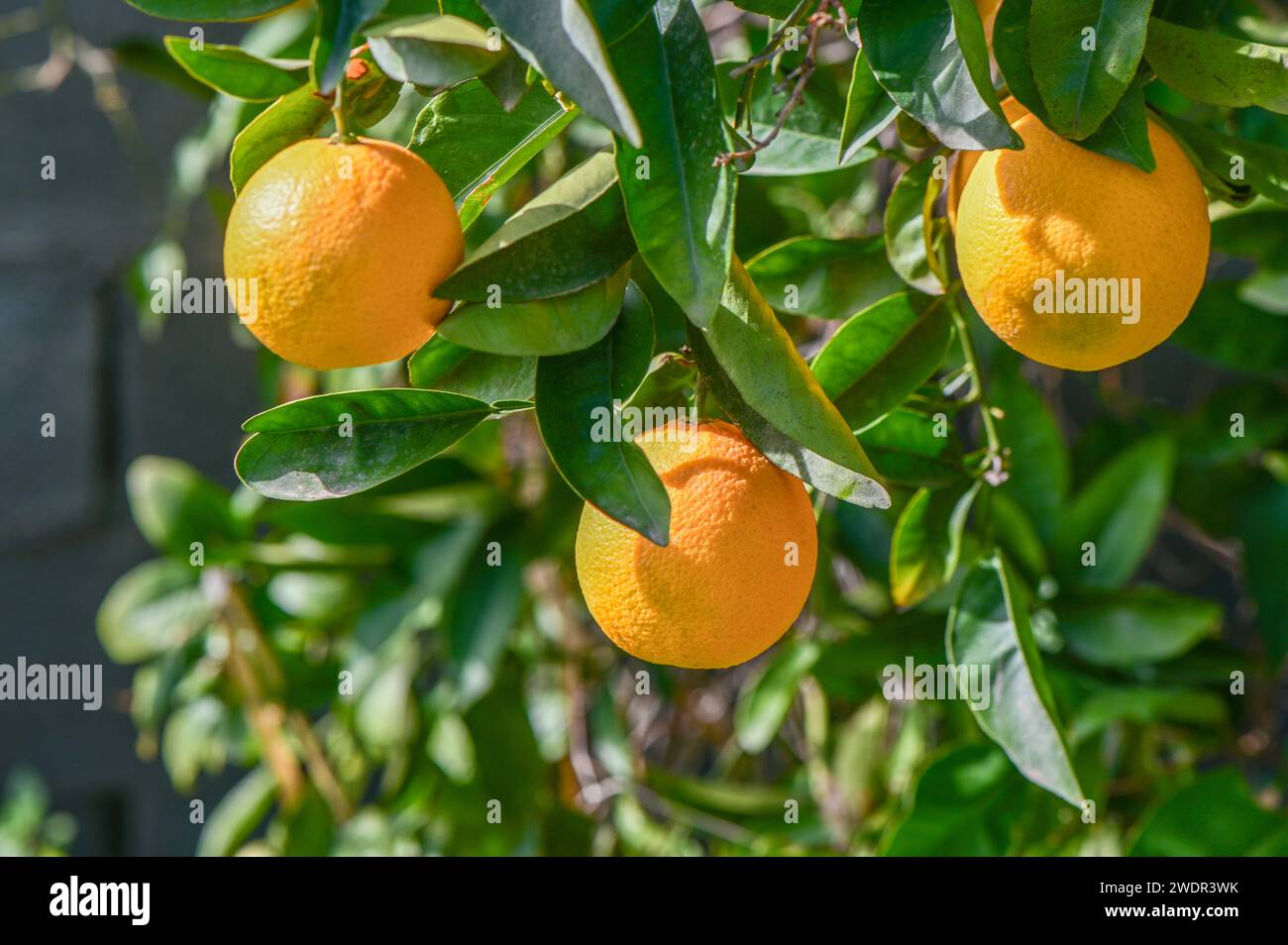 oranges ripen in an orange garden in the Mediterranean 5 Stock Photo ...