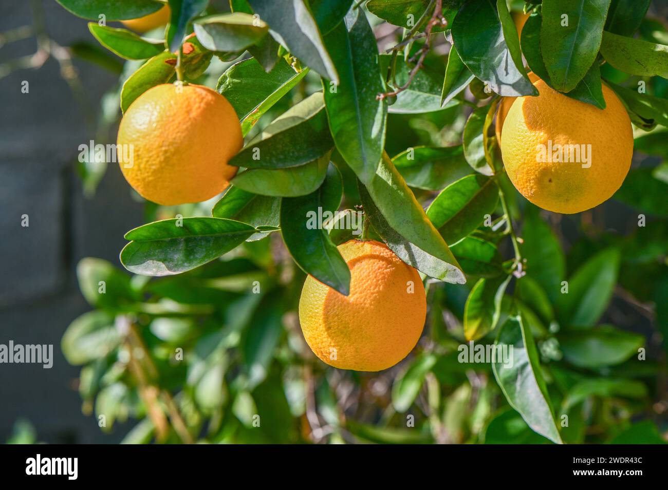 oranges ripen in an orange garden in the Mediterranean 4 Stock Photo ...