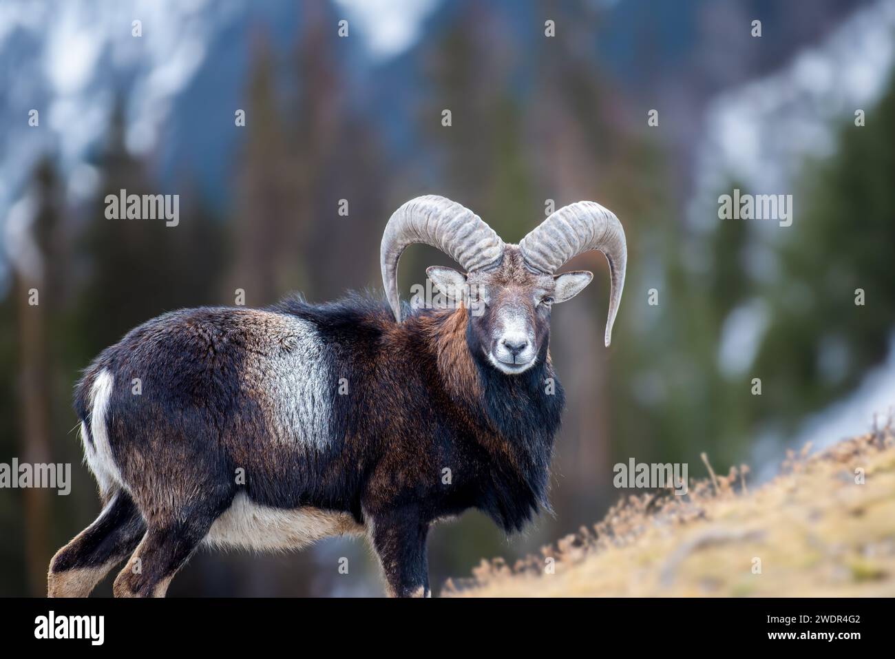 Adult mouflon animal on mountain background. Mouflon, Ovis orientalis ...