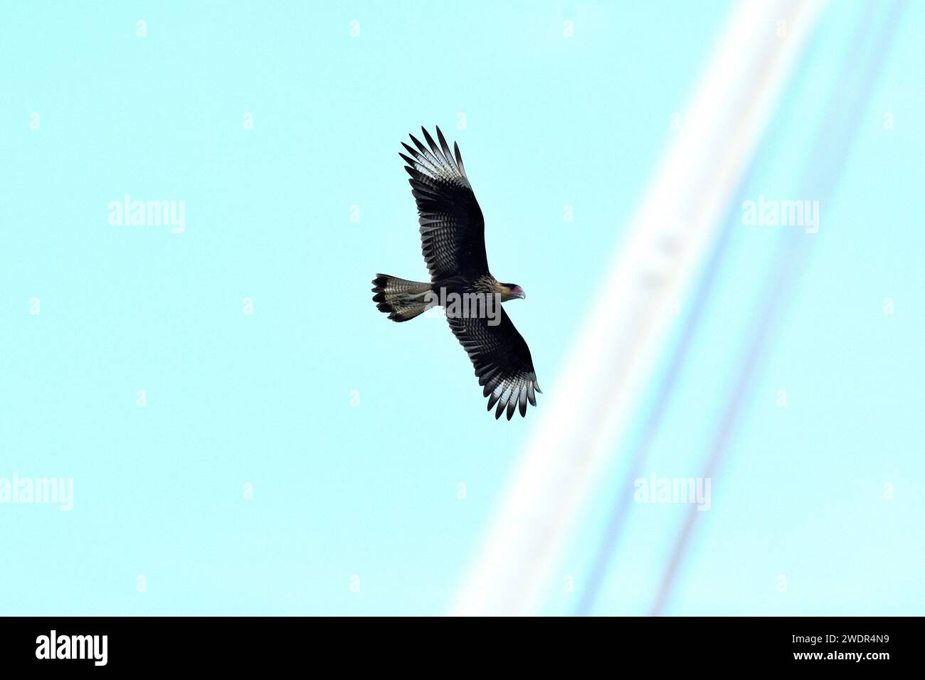 Crested Caracara, Carcara plancus, Accipitridae, bird of prey, in ...