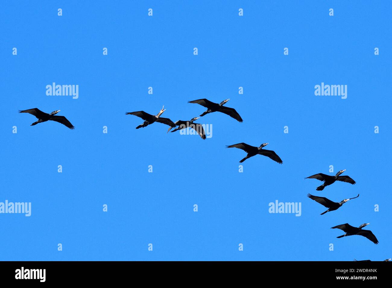 Neotropic Cormorant, Phalacrorcorax brasilianus, Phalacrocoracidae ...