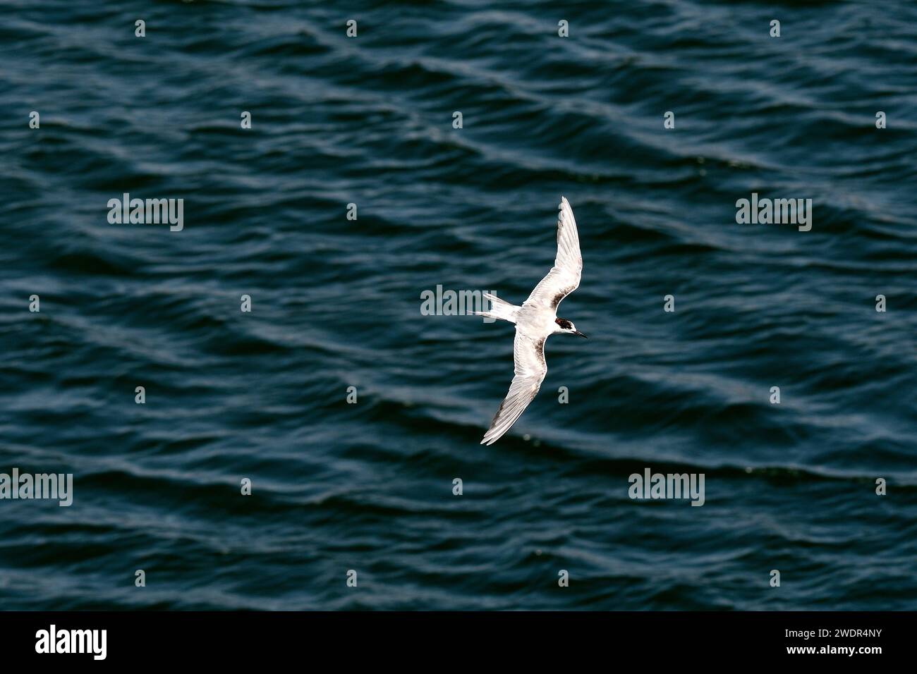 Common Tern, Sterna hirundo, Sternidae, in flight, bird, animal ...