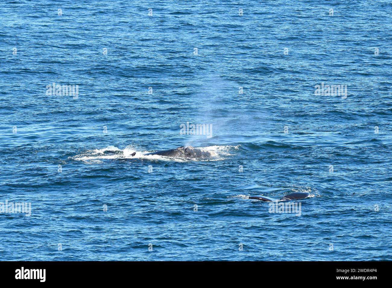 Whale spec hi-res stock photography and images - Alamy