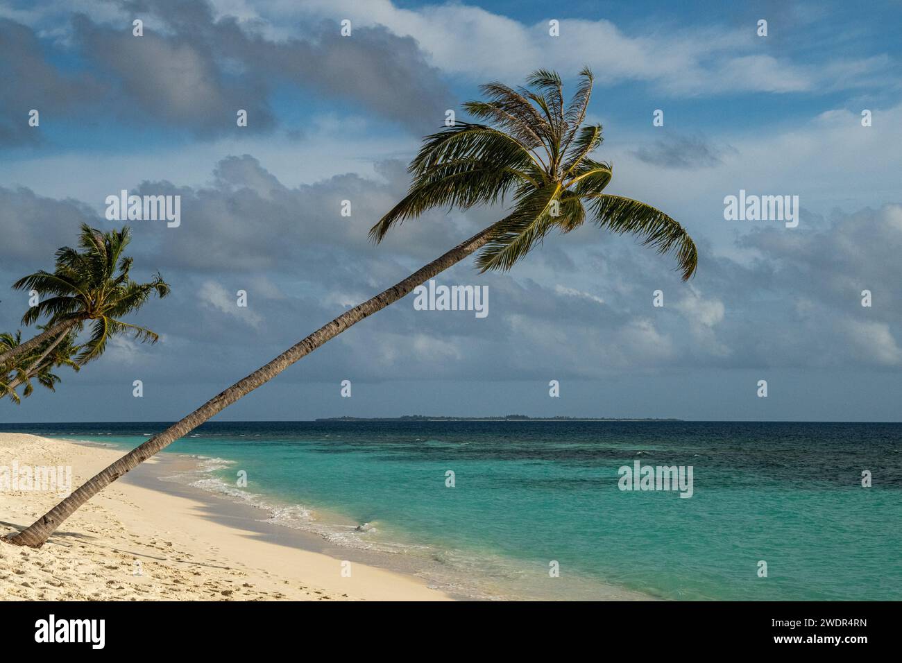 Lone leaning Palm tree blowing in the wind, Indian Ocean, Maldives ...